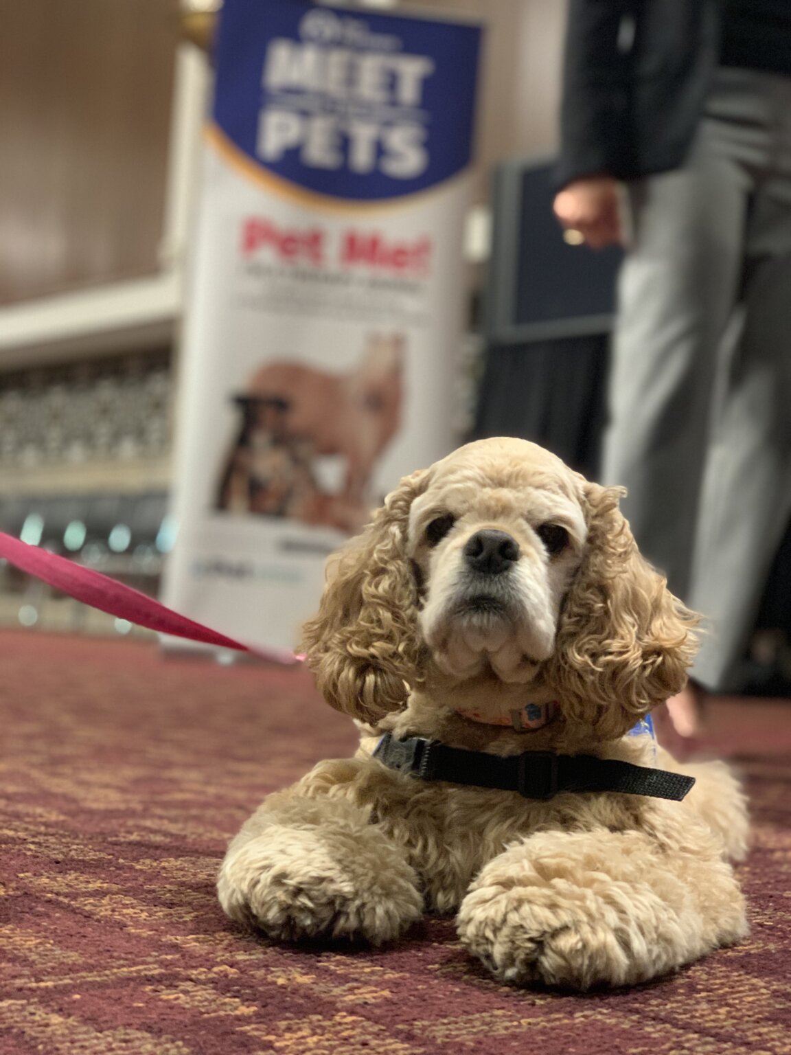 Meet the Pets 2023 Brings Furry Stress Relief Back to Capitol Hill ...