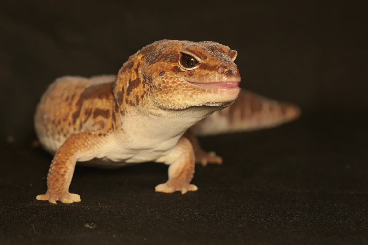Salmonella Linked to Geckos - Pet Advocacy Network