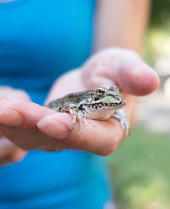 Small Animal Committee - Pet Advocacy Network
